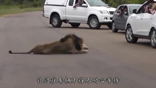 女子兴奋地把脑袋伸出窗外,想与狮子亲密接触,没想到瞬间 regret 塌房了!