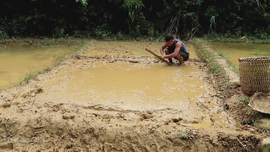 原始技术——水稻栽培技术、播种方法