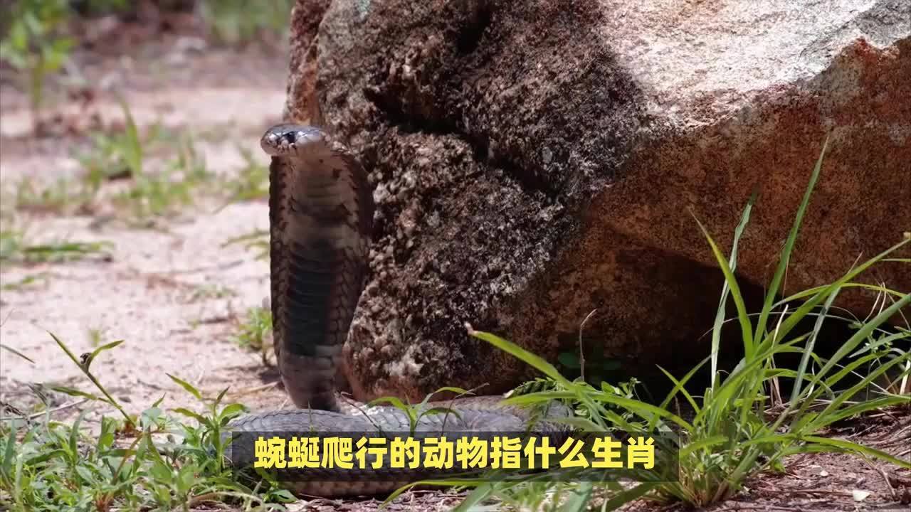 蜿蜒爬行的动物指什么生肖? #内容启发搜索