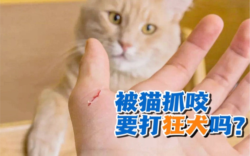 被流浪猫/狗咬伤,超过24小时内没打狂犬疫苗无效?被家猫咬伤,需要打...