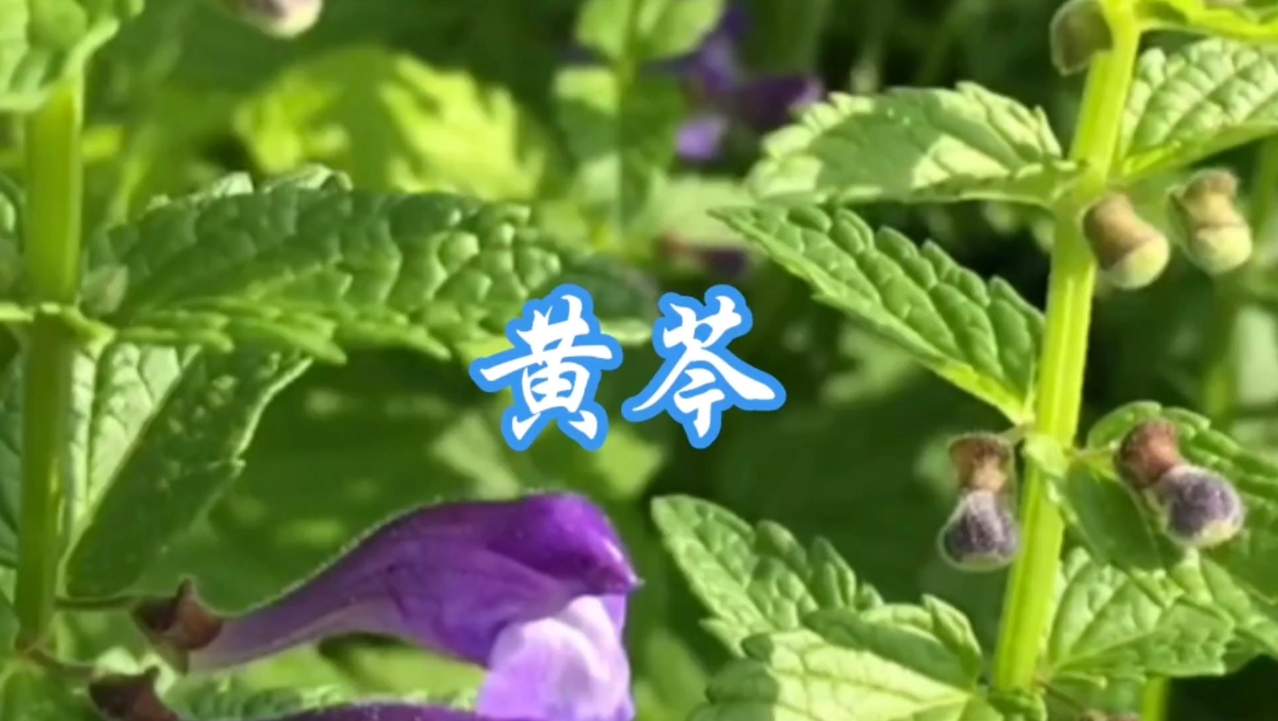 中草药——黄芩的作用和故事