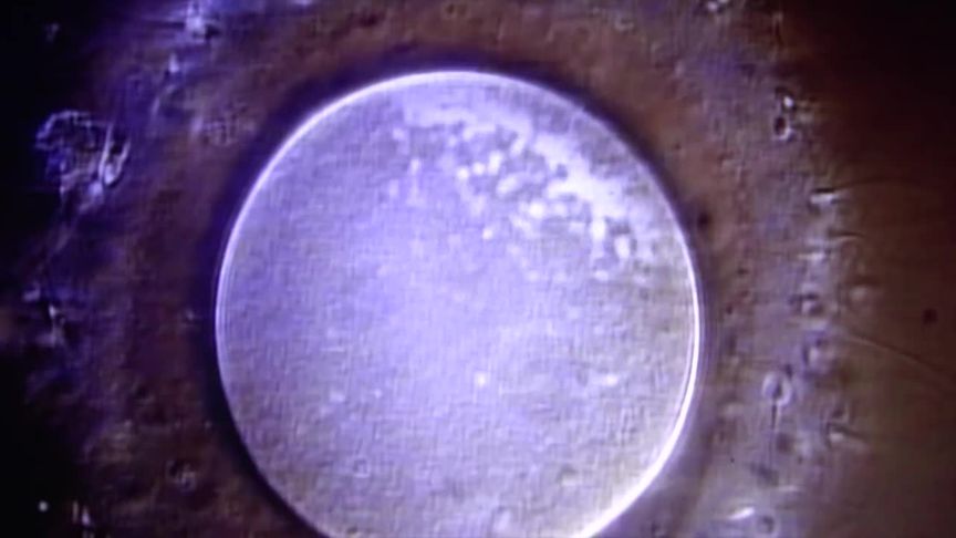 【生命的诞生】人类从受精到出生的全过程