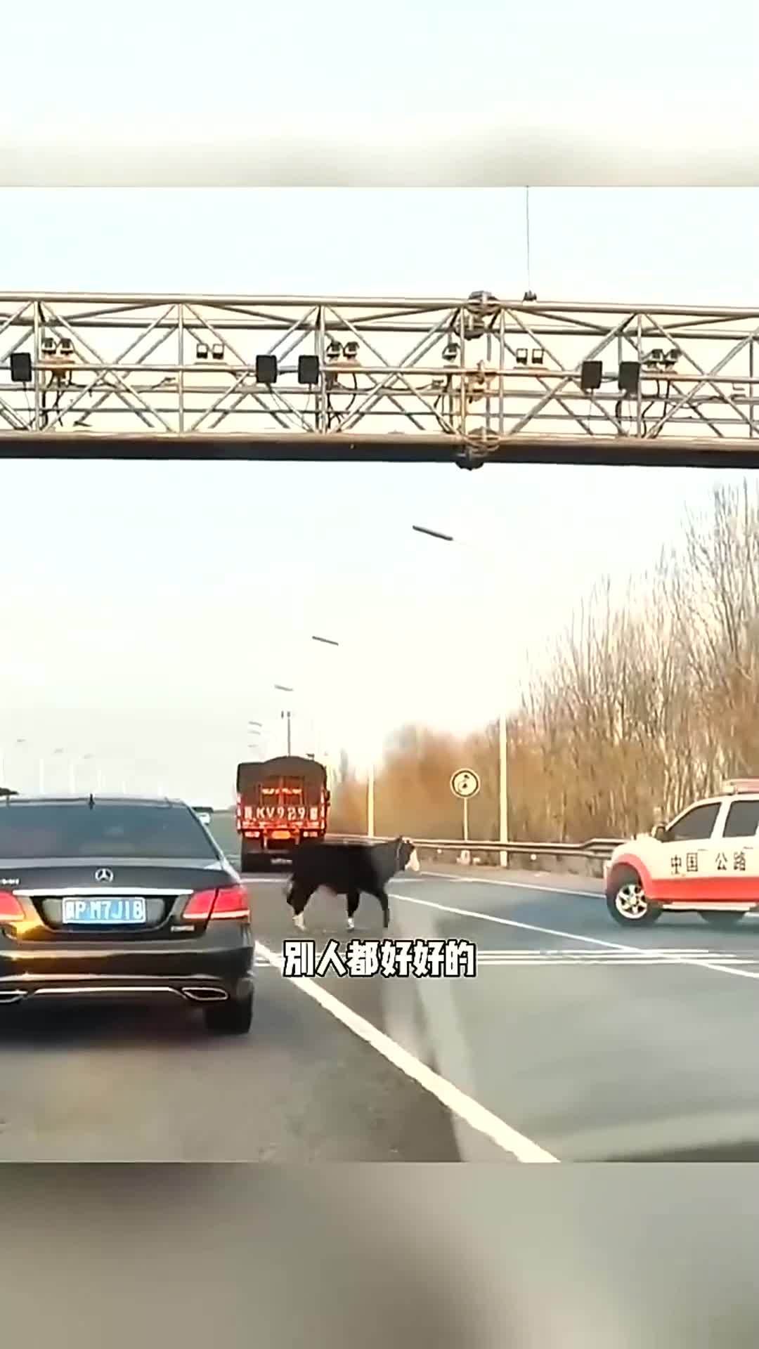 公务车违规也不行!今天必须给你颜色看看