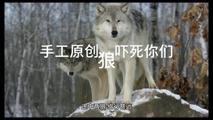 文言文,狼,手工配动画#学习使我快乐 #传统文化#文言文背诵