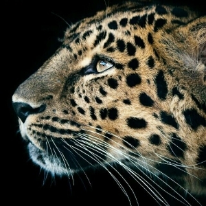 喜欢长跑的猎豹 