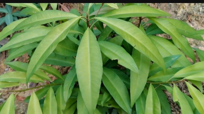 这种植物叫朱砂根,是一种中草药,认识一下吧