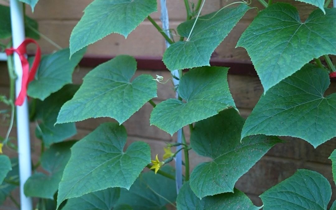 黄瓜、西瓜种植常见的问题