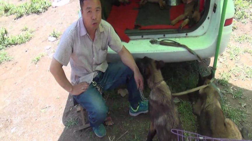 警犬、搜救犬等是用什么犬种好?