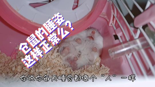 仓鼠的特别睡姿,这样正常么?据说这种睡姿代表信任主人?