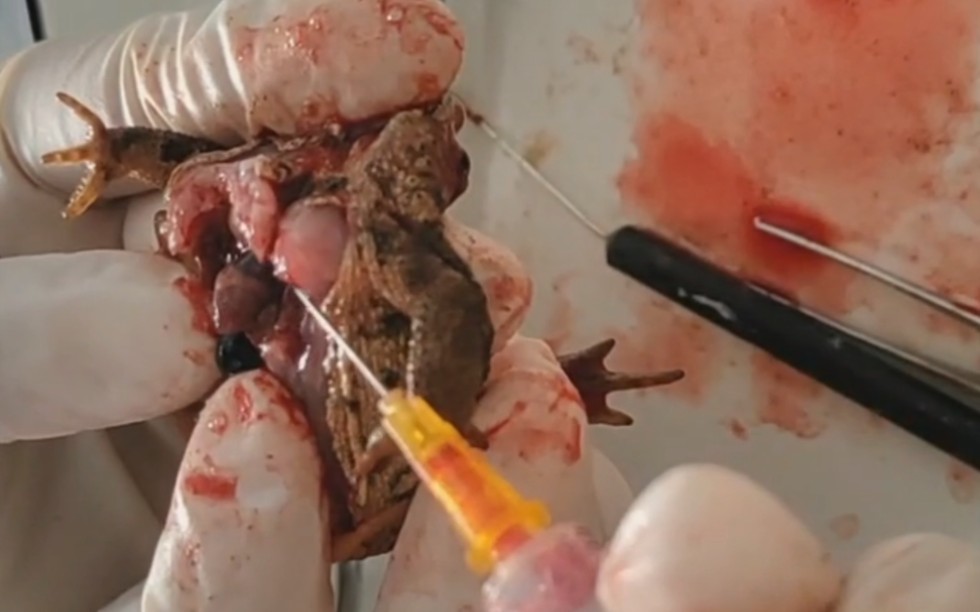 解剖蟾蜍 心脏取血