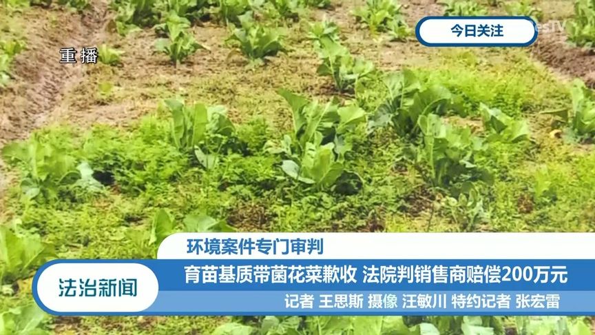 环境案件专门审判:老农种菜颗粒无收,将育苗销售商告至法庭