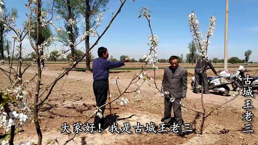 兄弟家的梨园开花了,3年的树开这么多花,今年就能收1万多