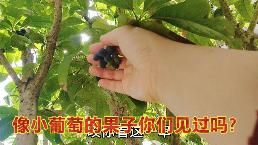 桂花树求上结的果,叫什么果?看着好诱人,可以吃吗?