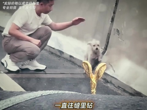这一刻,流浪狗的命运齿轮开始转动