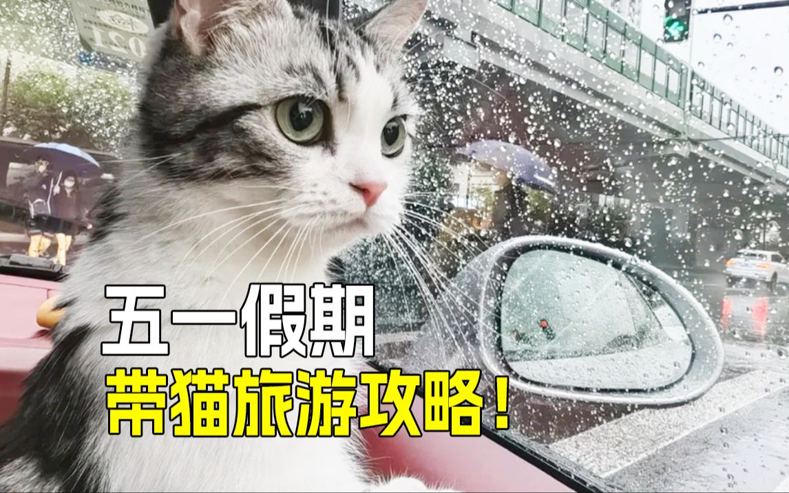ߘ�【宠物出行攻略】带毛孩子旅行全指南!