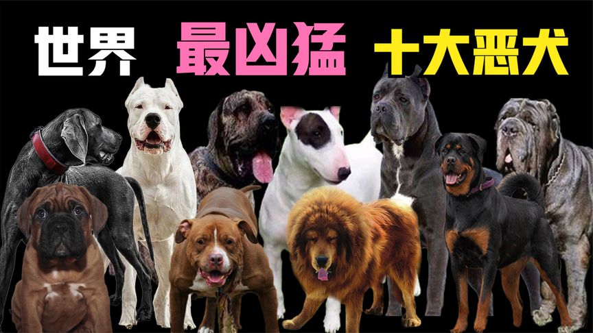 你见过最凶猛的狗吗?藏獒是最厉害的吗?盘点世界十大最凶猛的狗