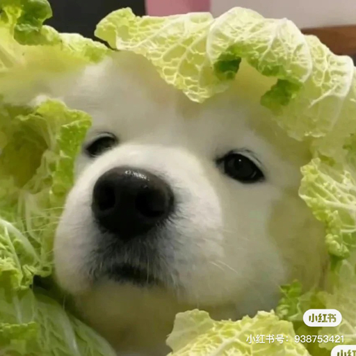 长风破浪会有时77 