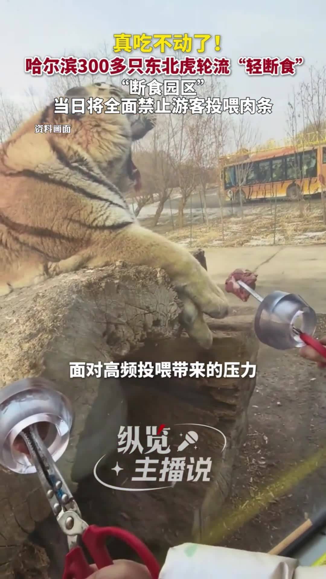吃不动了!哈尔滨300多只东北虎轮流轻断食