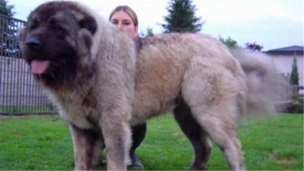 比藏獒更牛的高加索犬,一口能咬死藏獒,这体型我也是服了