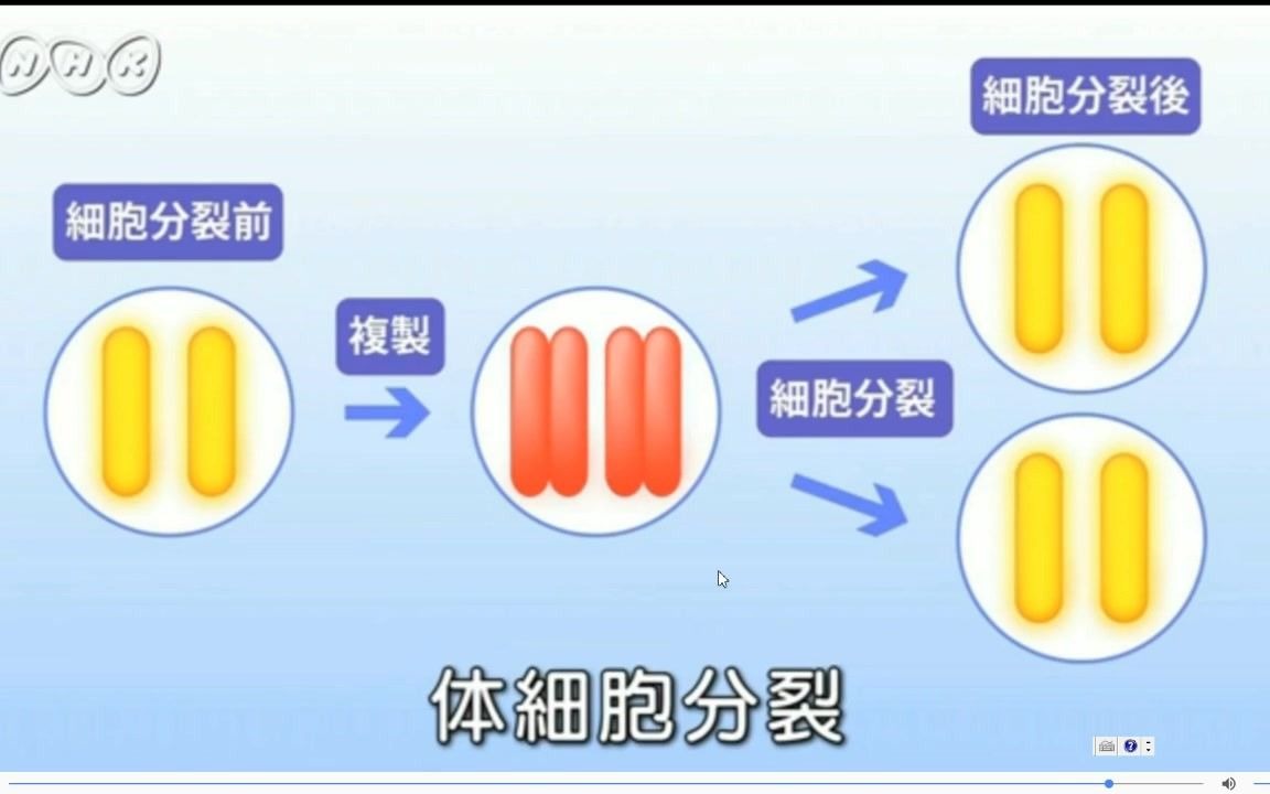 植物细胞有丝分裂00