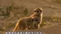 寰宇地理之生存赢家 灰沼狸是一种高度社会性的动物,头脑灵活,顶级...