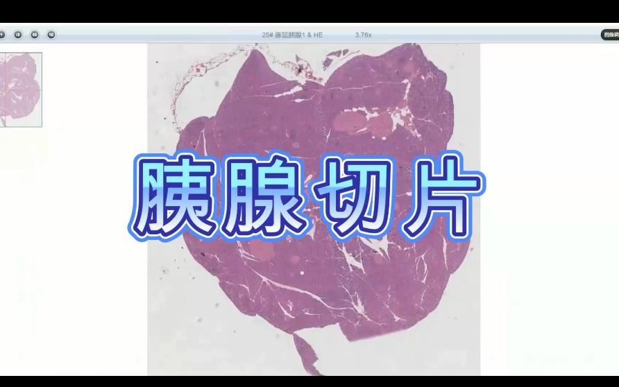 消化腺-胰-组织切片解读