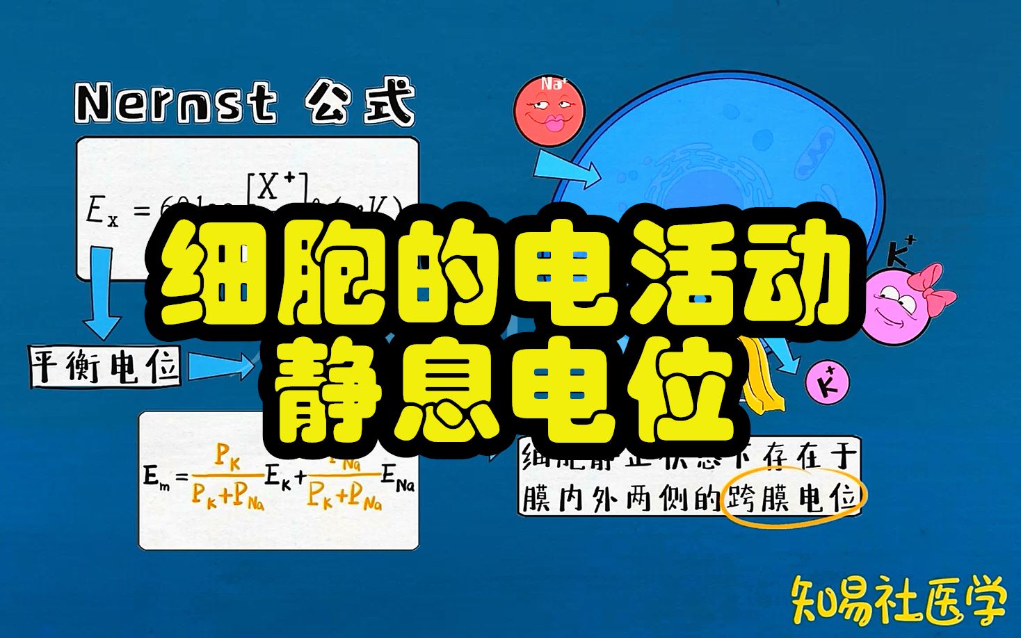 医学速记 12分钟记住生理学 细胞的电活动—静息电位