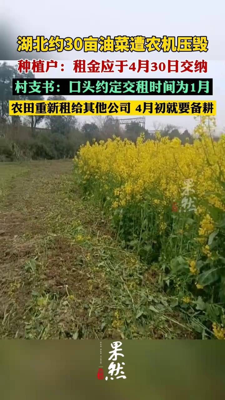湖北约30亩油菜遭农机压毁