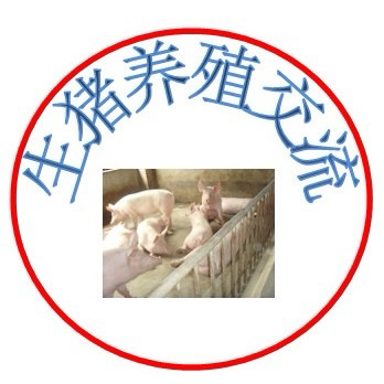 云南滇西生猪养殖 