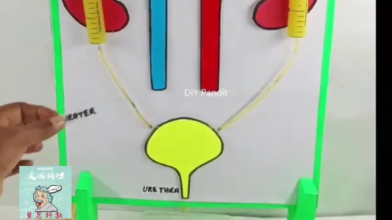 如何制作肾脏工作模型