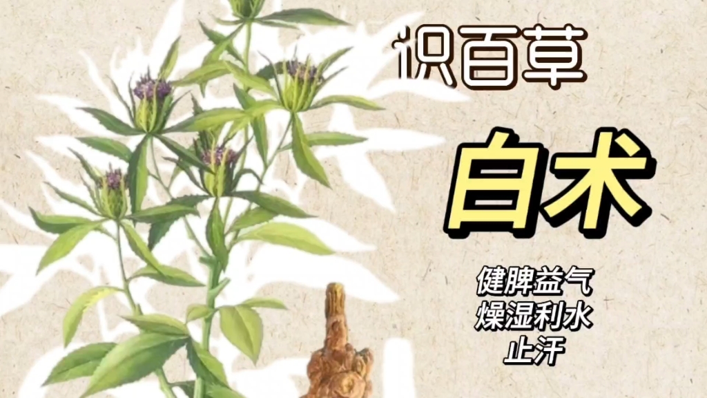 识百草——白术|健脾益气,燥湿利水,止汗