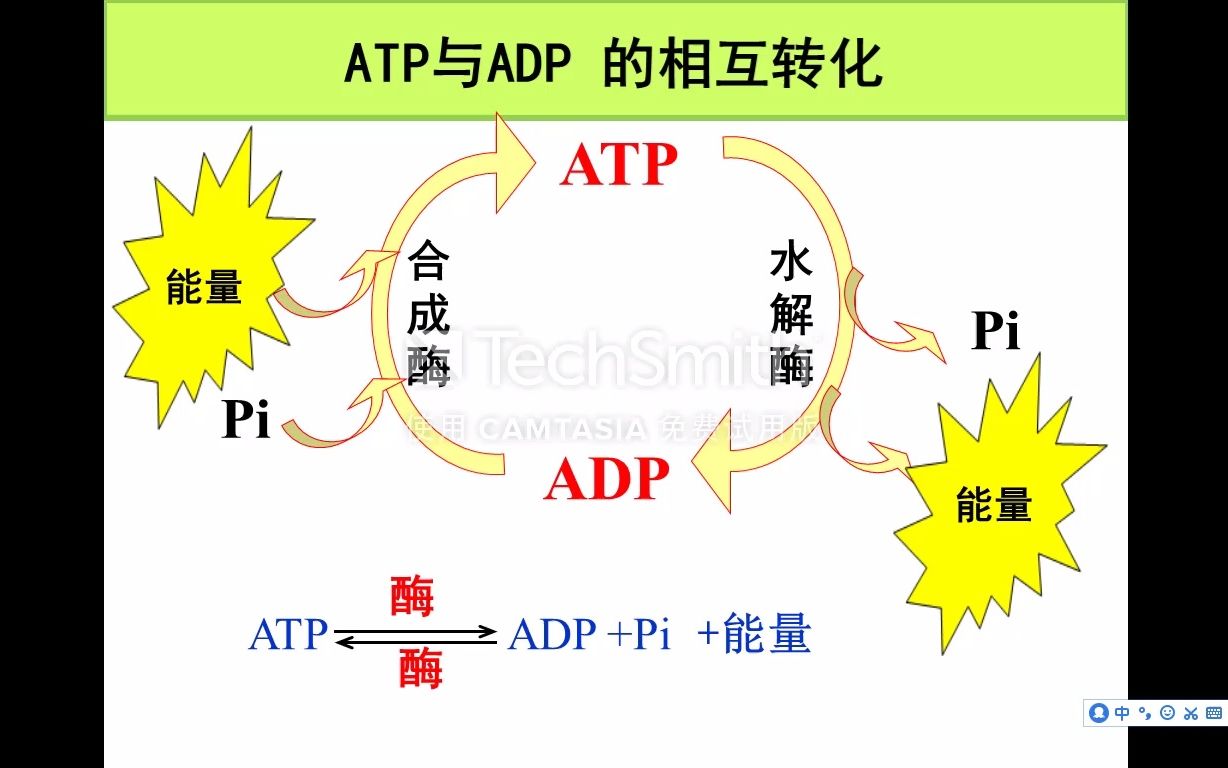 ATP和ADP的相互转化