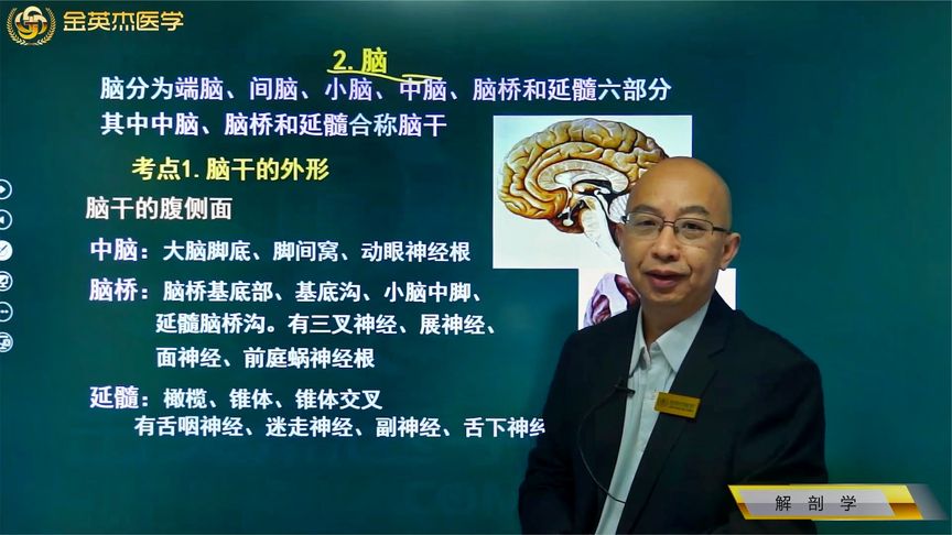 中枢神经系统02脑01脑干外形01脑干的腹侧面:中脑、脑桥、延髓