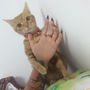 MH啥啥啥的 