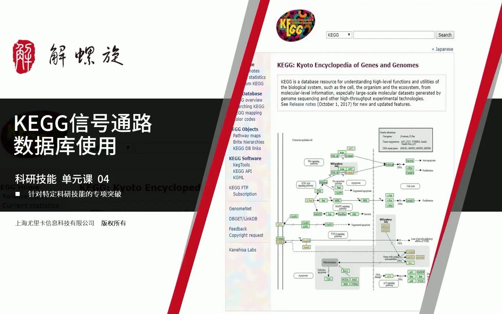 【视频简介赠科研课程】零基础入门信号通路必学数据库KEGG