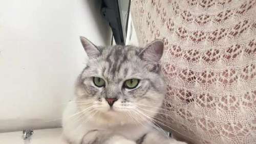 想做我的专属小猫吗?给你宠爱一整天