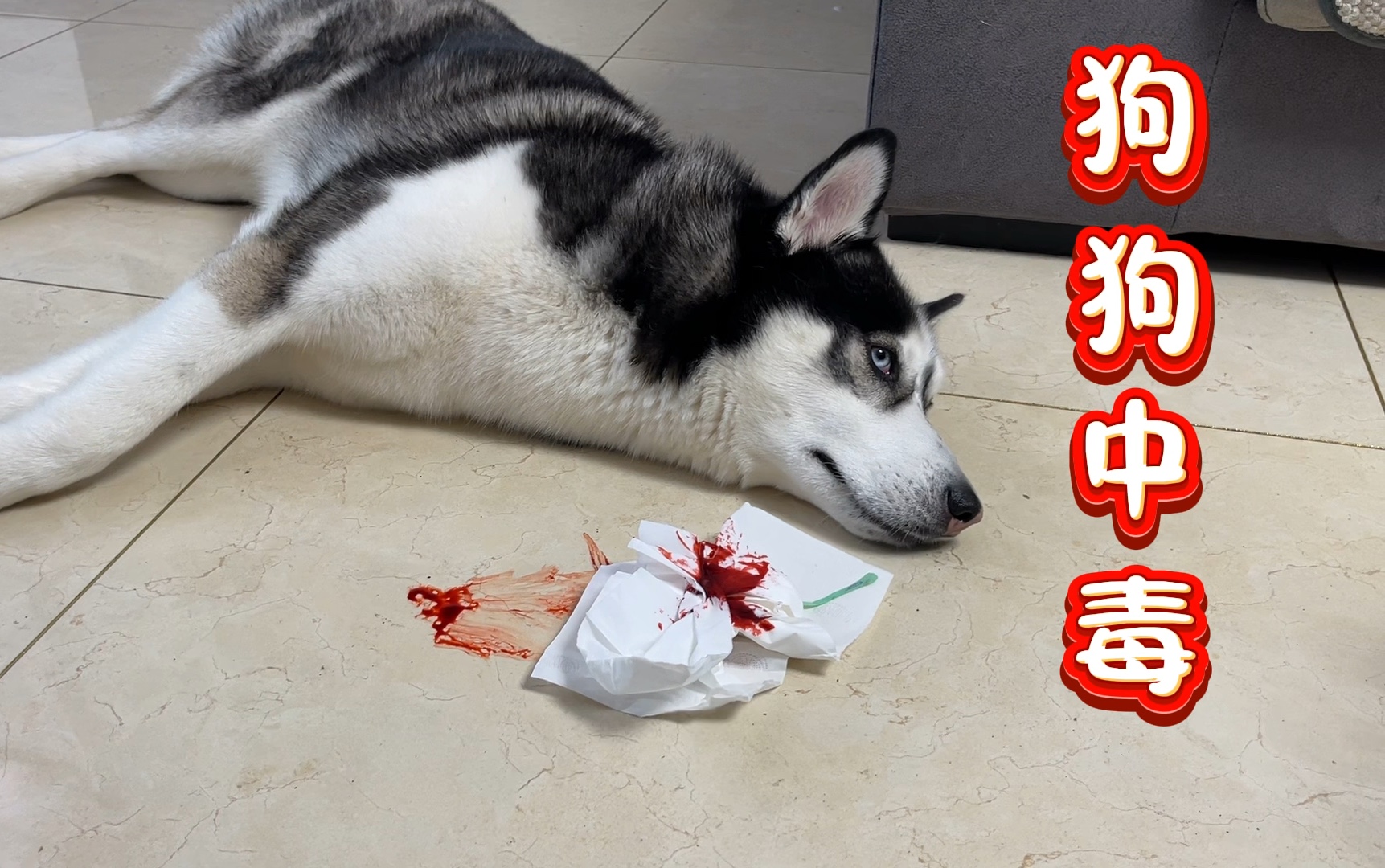 狗狗中毒狂吐鲜血,生命垂危奄奄一息!