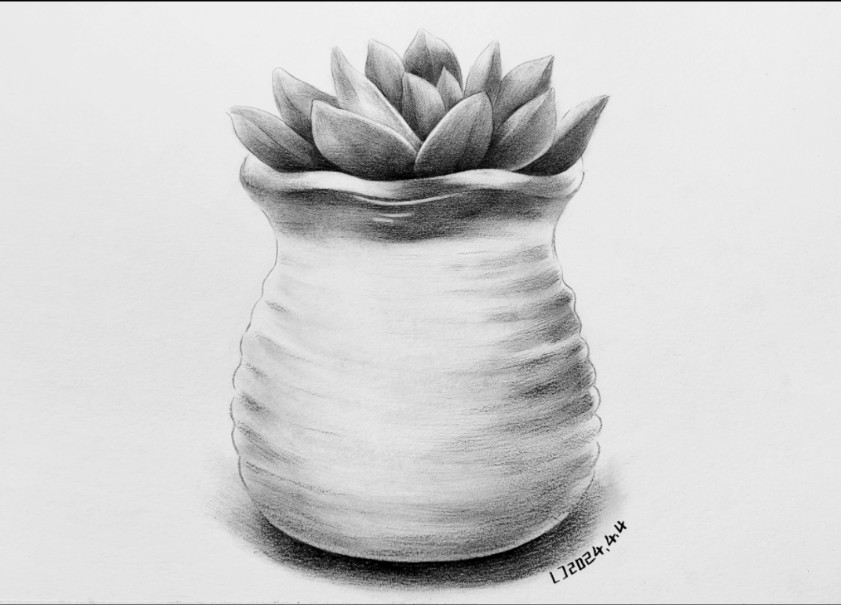 简单素描静物—多肉