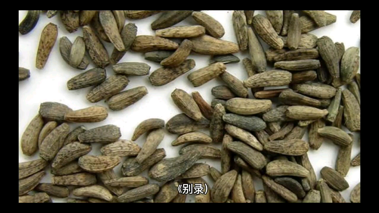 中医经典名药牛蒡子,应用于咽喉肿痛,疹出不畅,热毒疮肿,痄腮