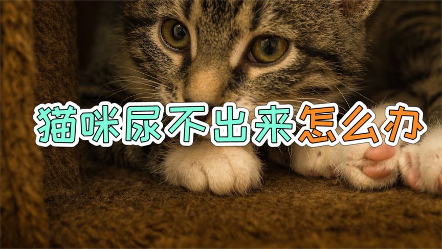 猫咪尿不出来怎么办