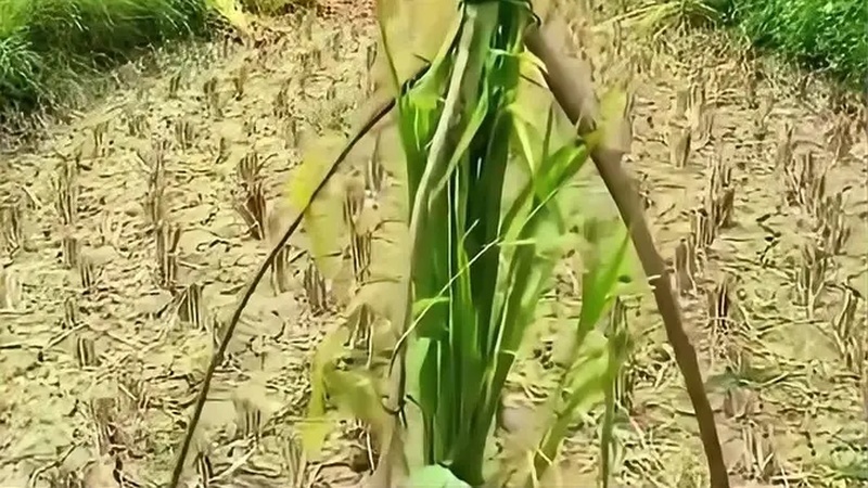 稻田里面留着一株水稻,原因叫人感动