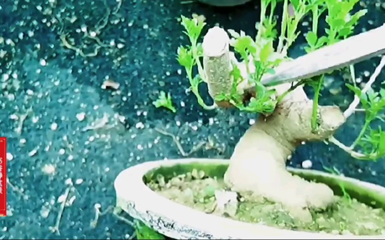 出芽太多给盆景抹去一些无用芽,新手盆景养护管理