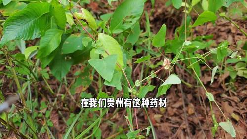 丈母娘传授给我的侗家药材,使用方法独特,不知道这种算不算家传