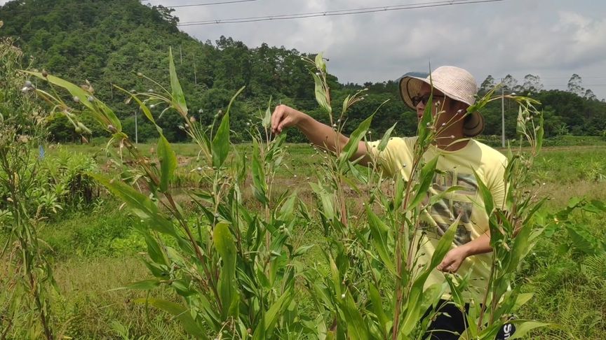 这种植物的果子,不仅能吃还能做“手链”,不知道你们都做过没?