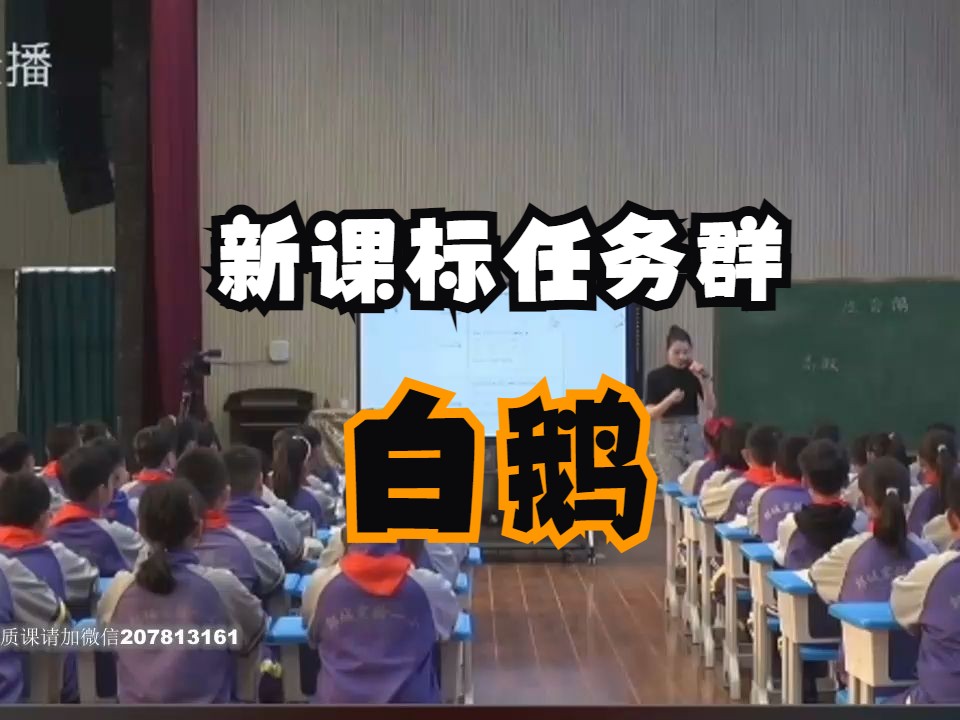 【四下语文赛课】新课标任务群《白鹅》教学实录 大单元教学设计 (含...