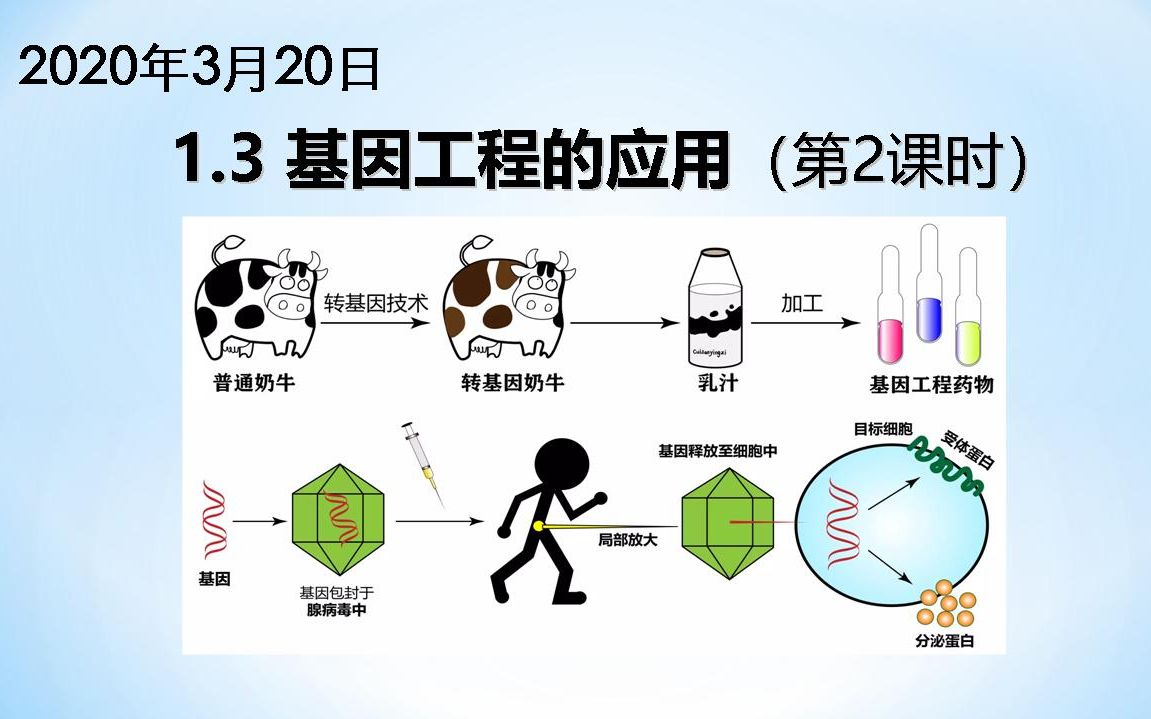 1.3基因工程的应用(第2课时)