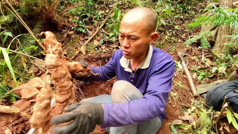 三农 我的乡村生活 山货 土茯苓 中药材 发现一颗"土茯苓"