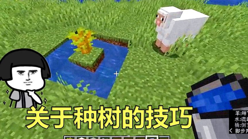 我的世界:mc里关于种树的小知识,学会这些技巧,能加快成长速度