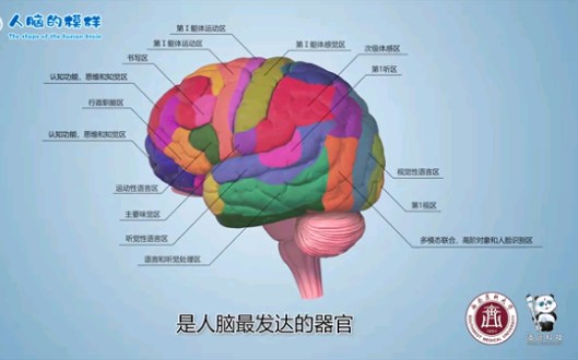脑科普-人脑的模样