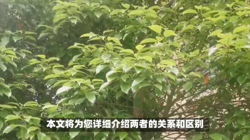 香樟树与樟树的区别